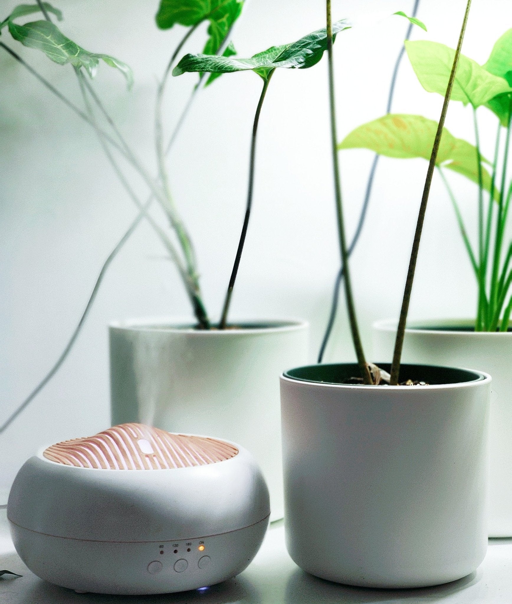 Unser beliebter Klassiker - Der Sakura Diffuser – Smellacloud